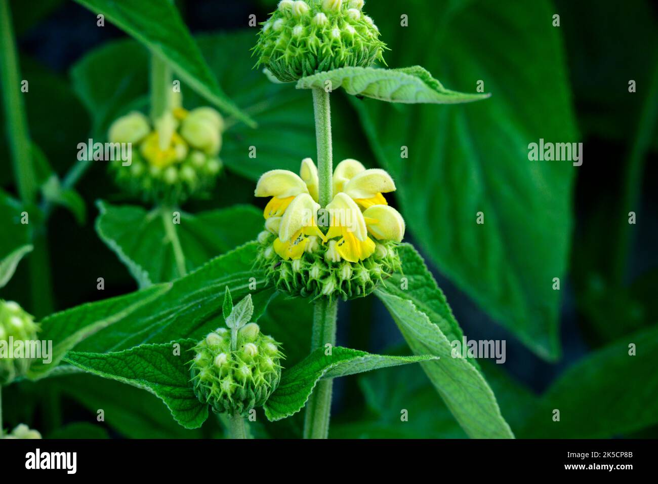 Turkish sage (Phlomis russeliana) Plant species of the fireweed genus ...