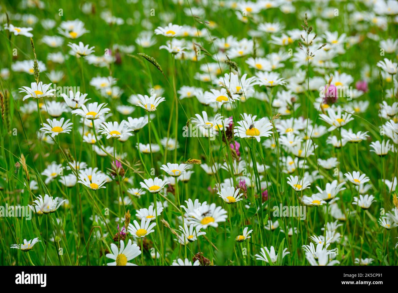 Meadow with daisies (Leucanthemum) daisy family (Asteraceae Stock Photo ...