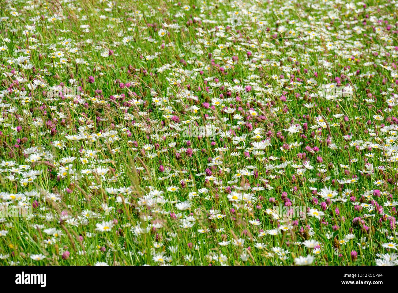 Meadow with daisies (Leucanthemum) daisy family (Asteraceae Stock Photo ...