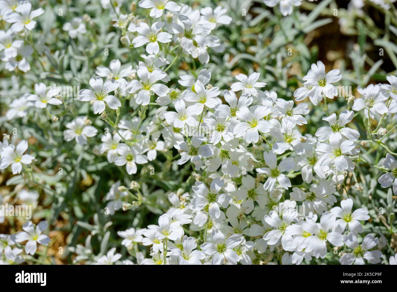 Spring plant hi-res stock photography and images - Alamy