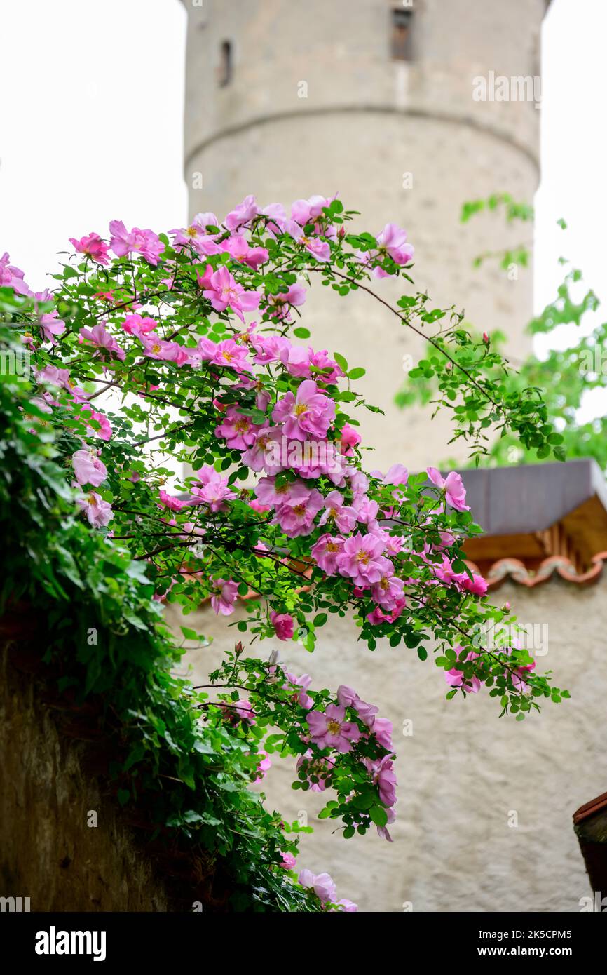 Germany, Bavaria, Dinkelsbühl, dog rose (Rosa canina), also called hag ...