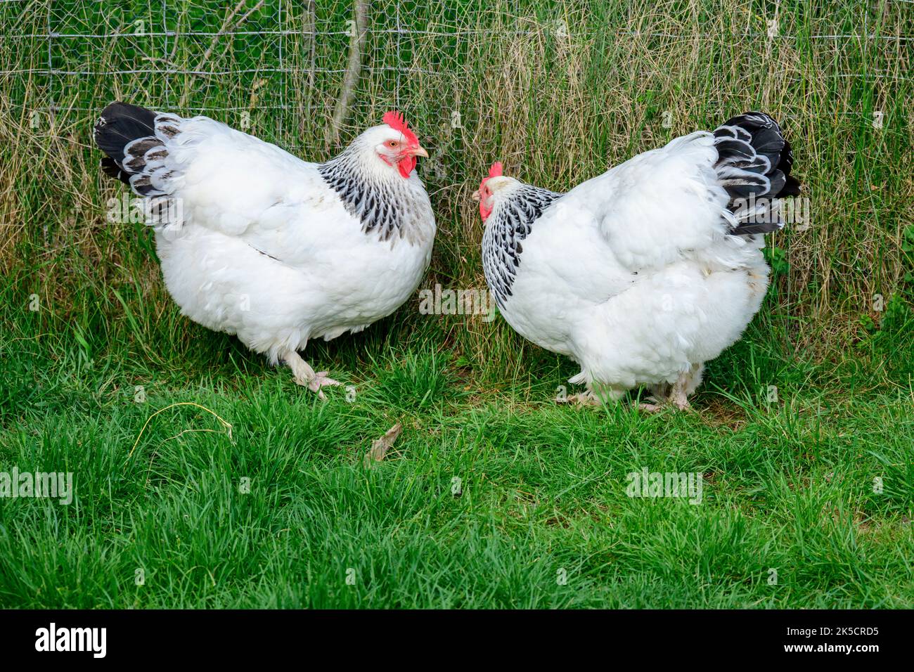 Domestic fowl (Gallus gallus domesticus). Brahma chickens Stock Photo ...