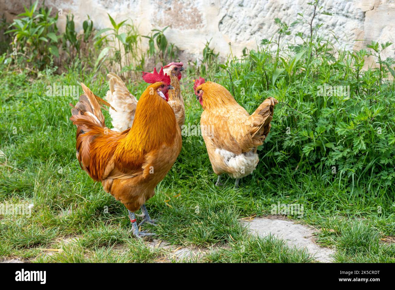 Domestic fowl (Gallus gallus domesticus Stock Photo - Alamy