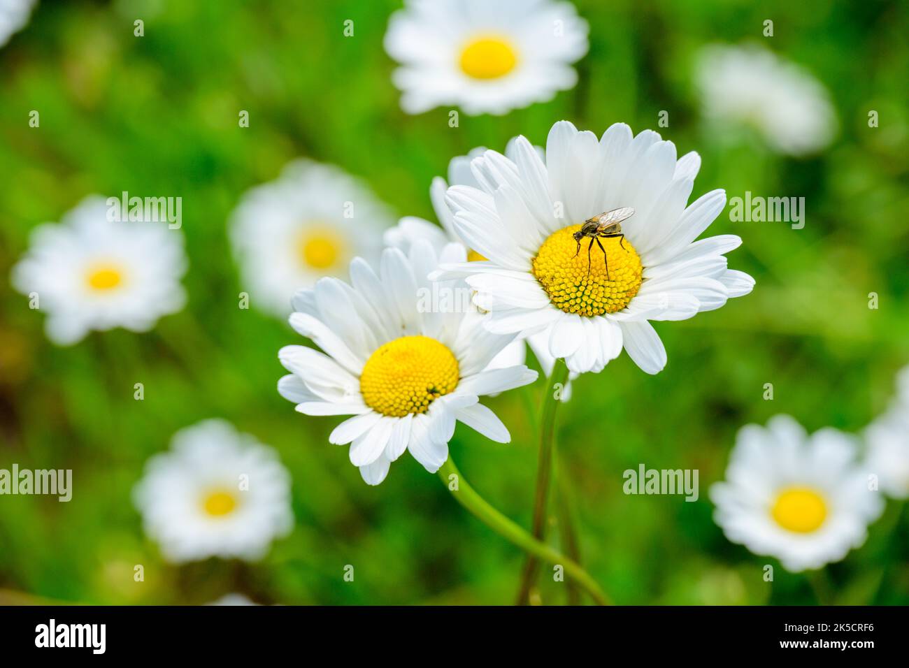 Meadow with daisies (Leucanthemum) daisy family (Asteraceae Stock Photo ...