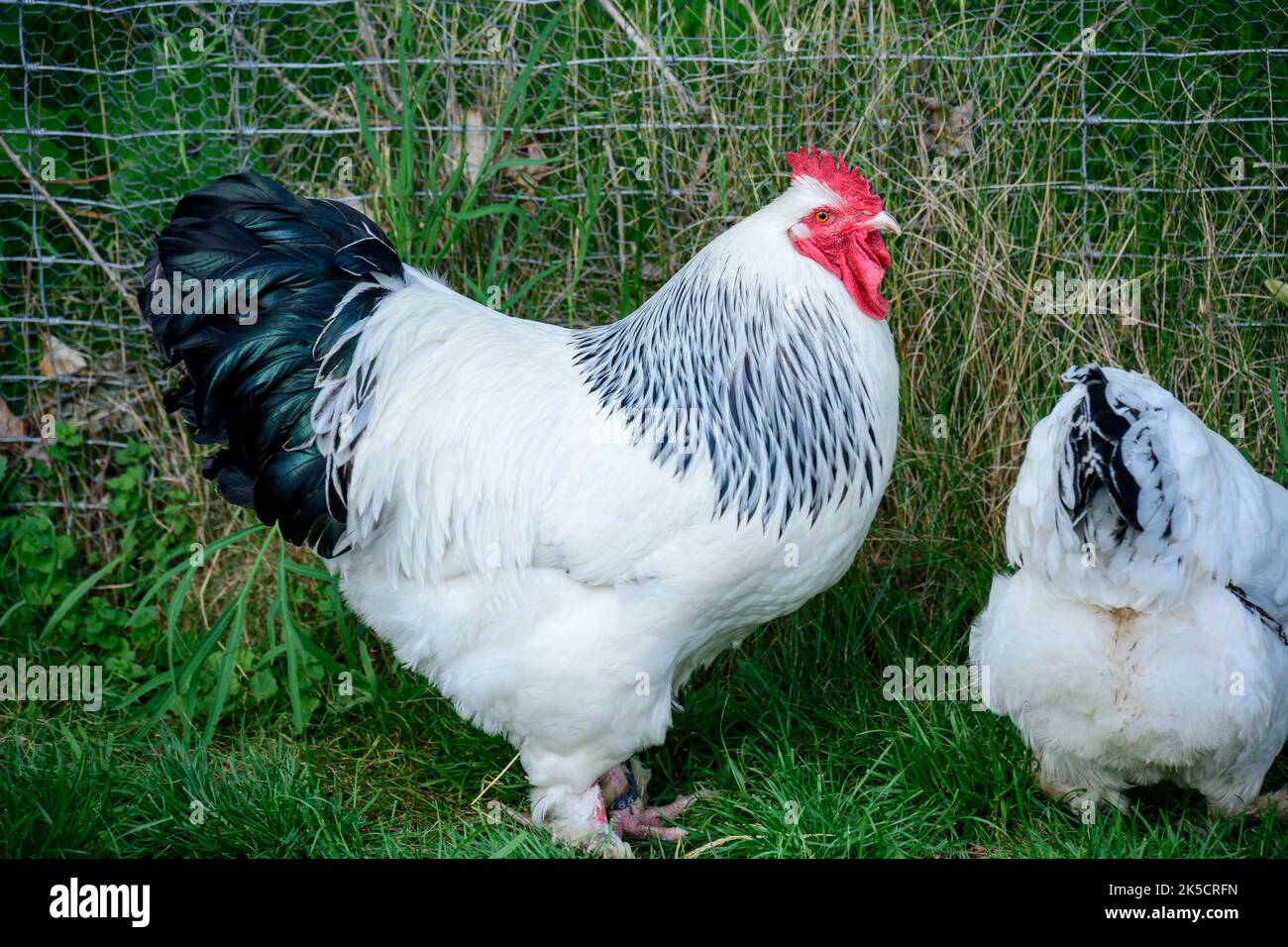 Domestic fowl (Gallus gallus domesticus). Brahma chickens Stock Photo ...