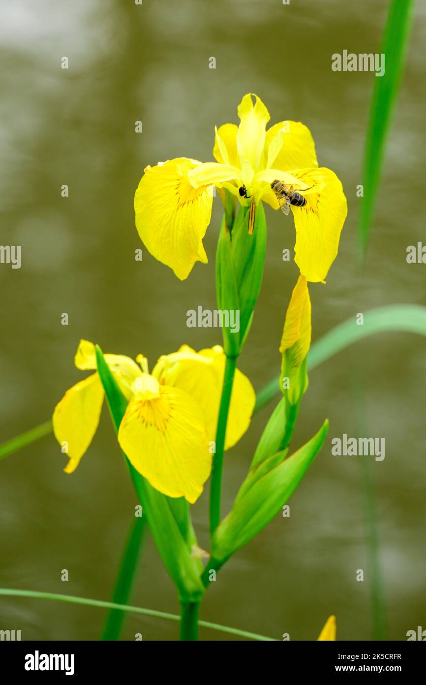 Marsh iris (Iris pseudacorus), also called yellow iris and water iris ...