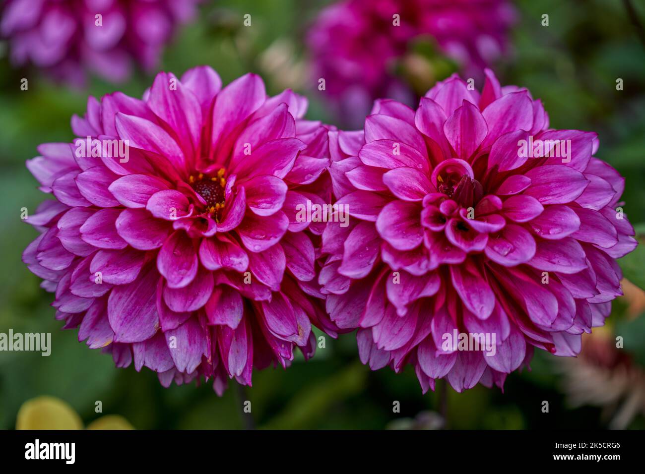 Lush fancy colorful multicolor dahlia flower close up Stock Photo - Alamy
