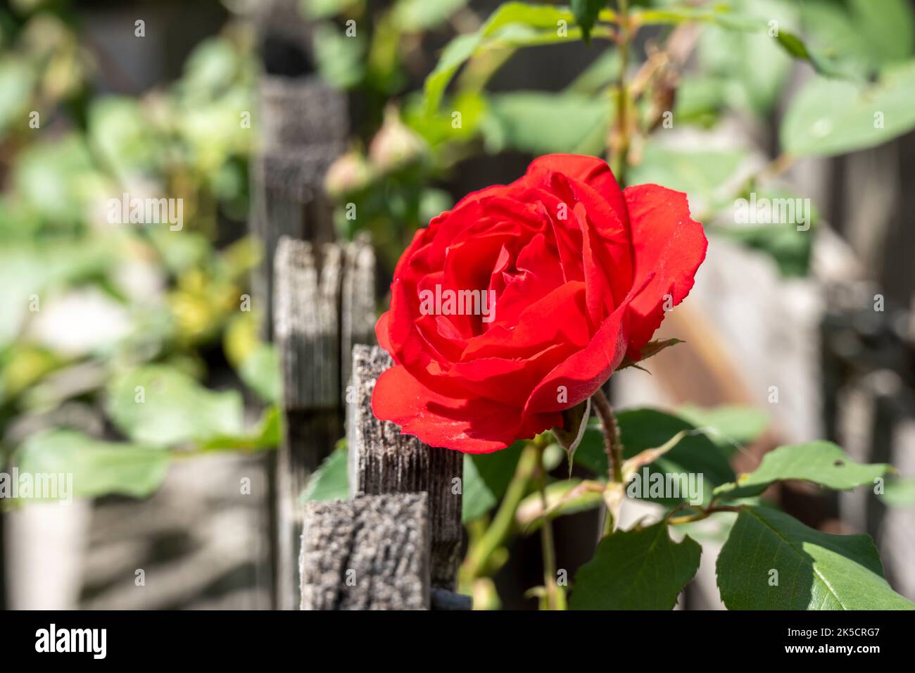 Red rose (Rosa) rose family (Rosaceae Stock Photo - Alamy