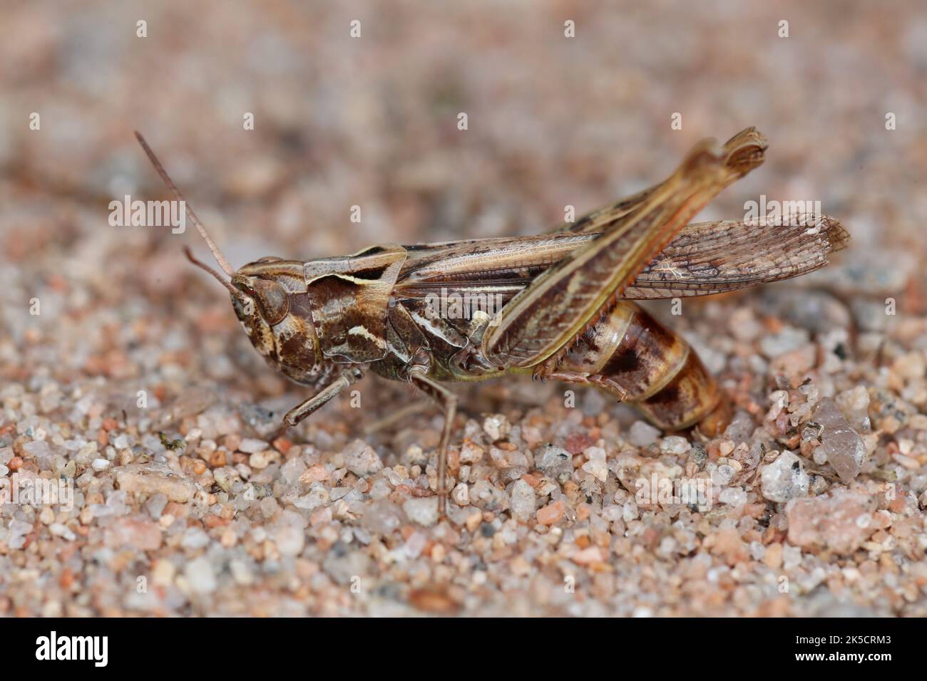 Female bow-winged grasshopper (Chorthippus biguttulus) laying eggs in ...