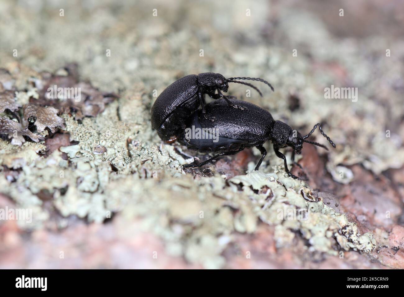 Tansy leaf beetle (Galeruca tanaceti) during mating Stock Photo - Alamy