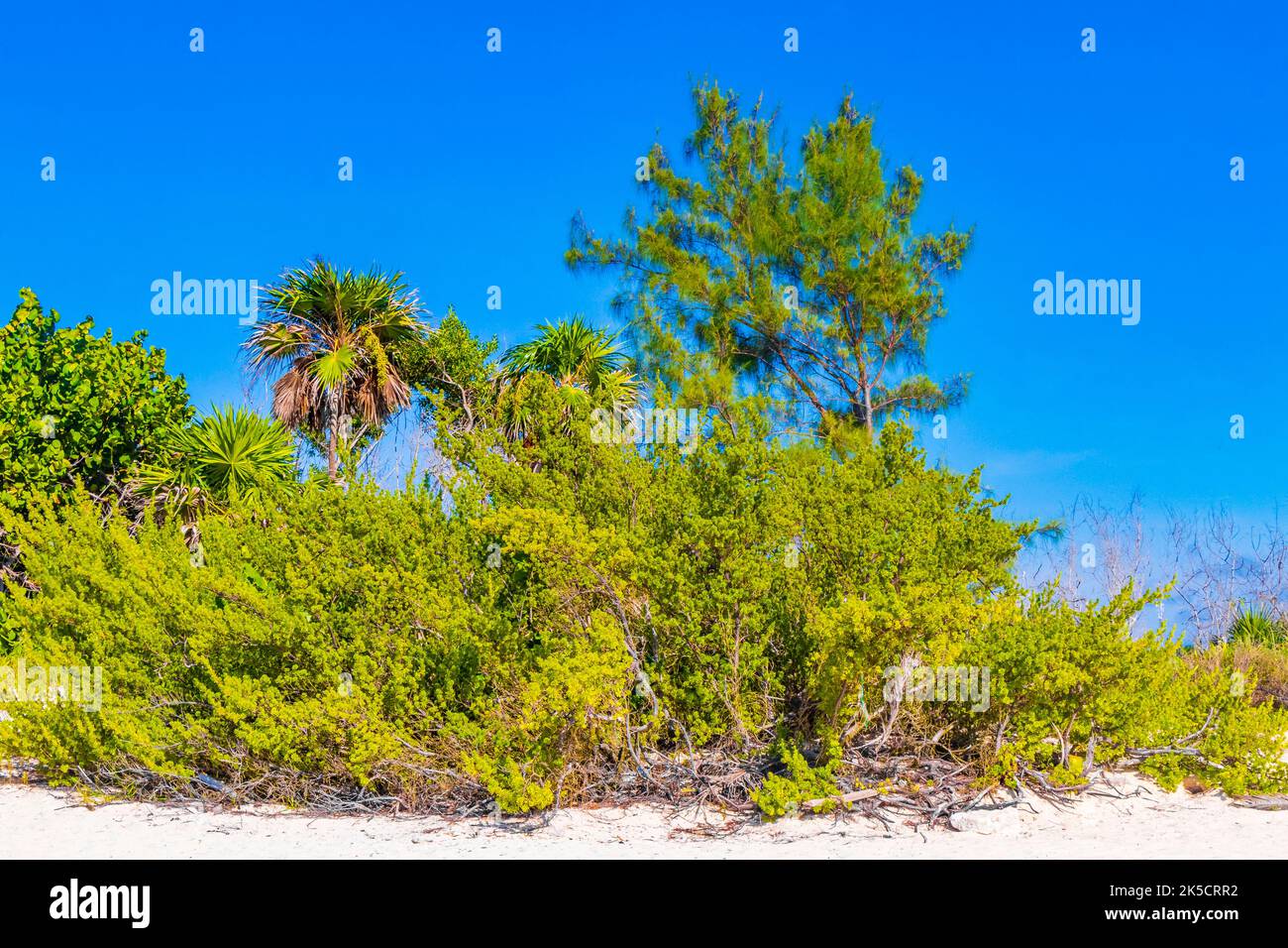 Tropical mexican caribbean beach palm trees and fir trees in jungle ...