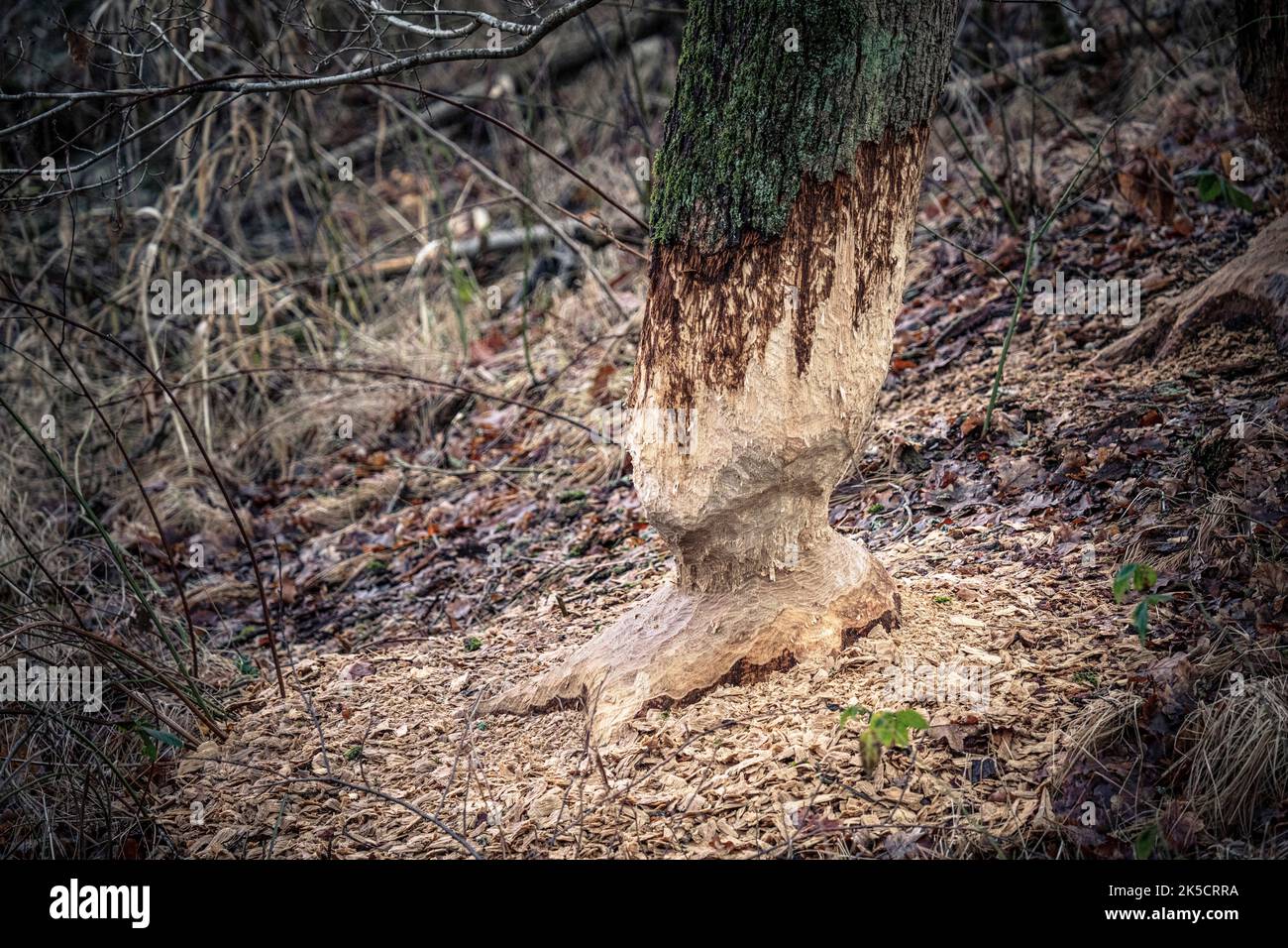 Tree trunk gnawed by beaver Stock Photo - Alamy Tree trunk gnawed by beaver Stock Photo - Alamy