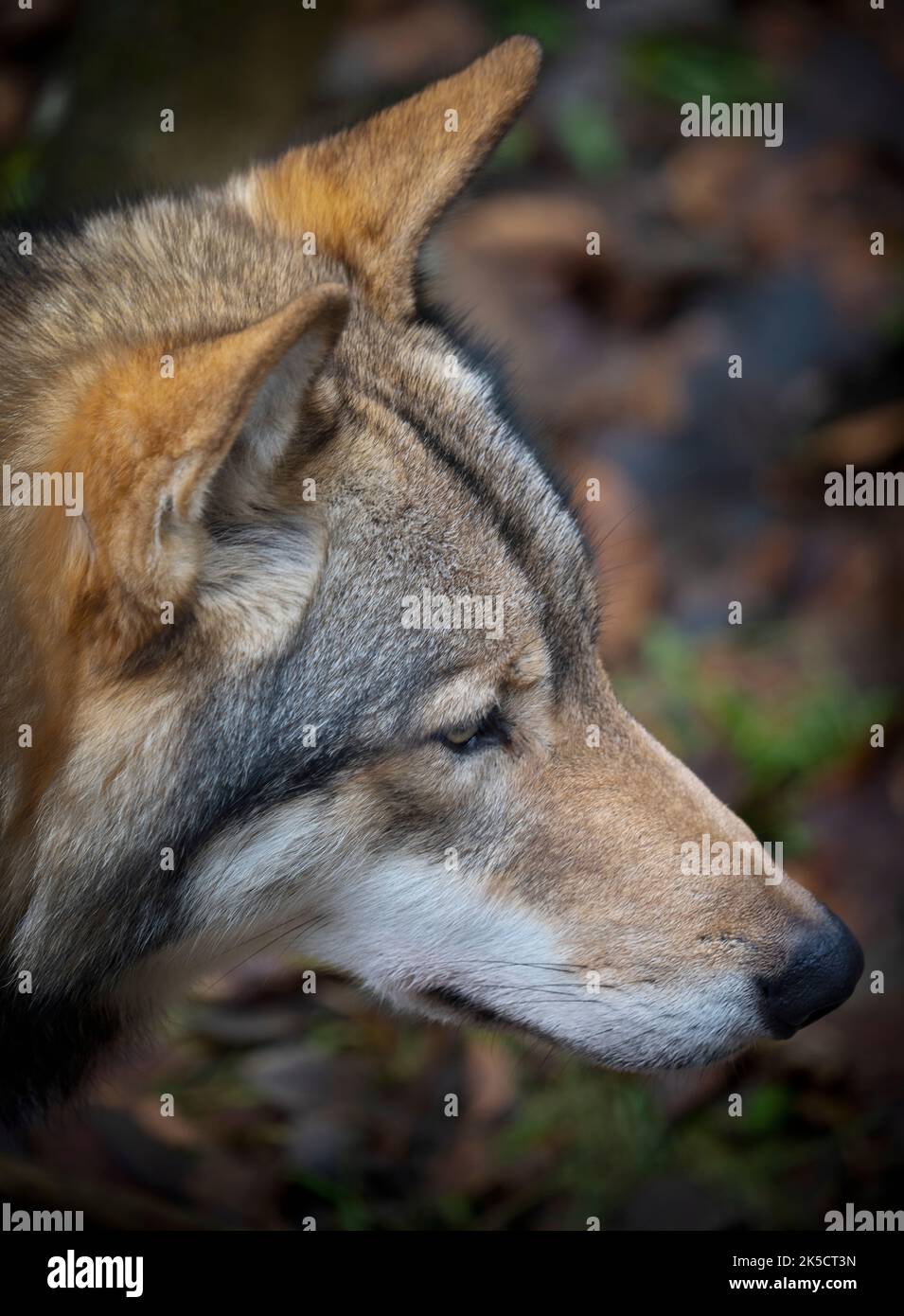 Curious wolf pack hi-res stock photography and images - Alamy