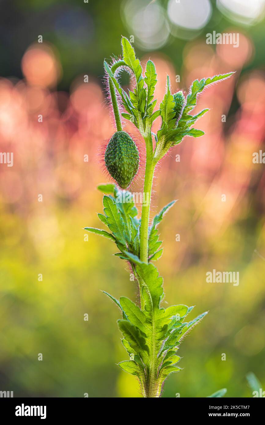 Opium poppy (Papaver somniferum), closed bud, bokeh backlit background ...