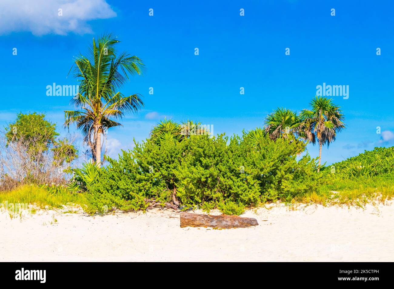 Tropical mexican caribbean beach palm trees and fir trees in jungle ...