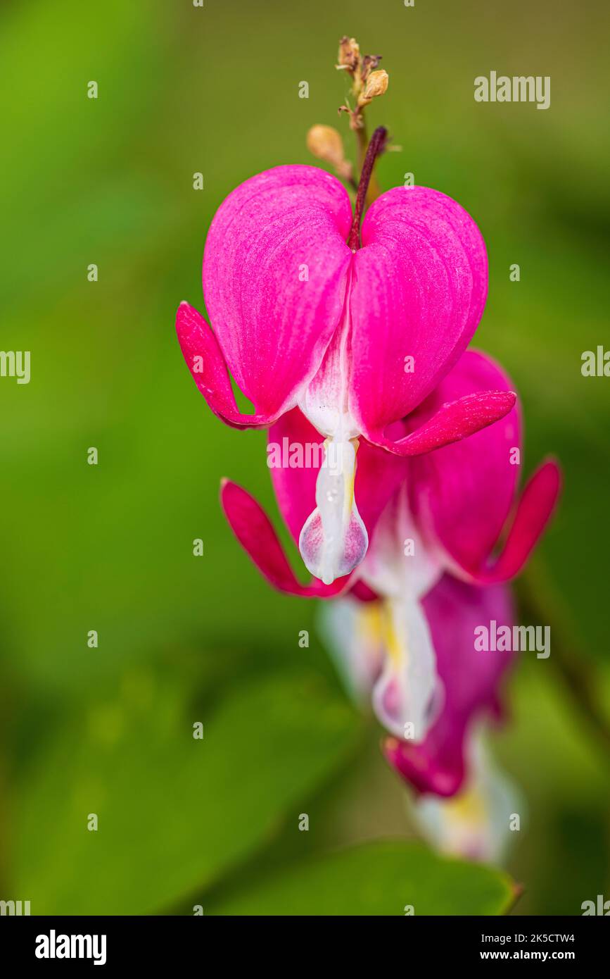 Tearing heart, close-up Stock Photo - Alamy