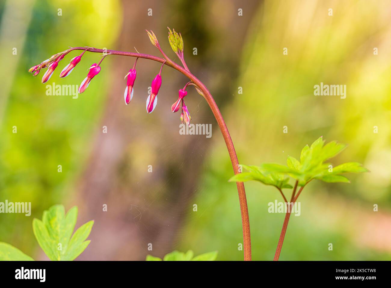 Tearing heart, close up, defocused abstract nature background Stock ...