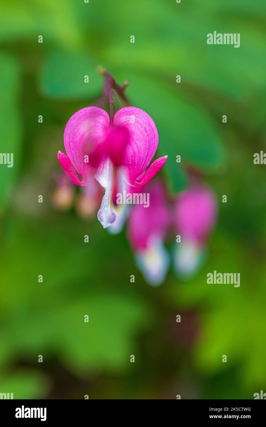 Color plant heart icon hi-res stock photography and images - Alamy