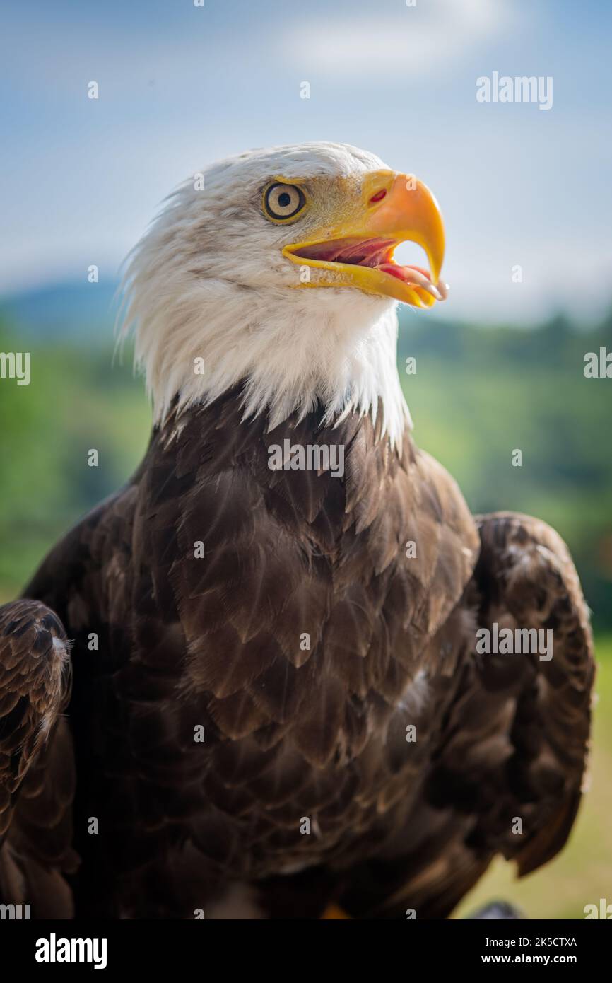 portrait of a bald eagle, against a blue sky background Stock Photo - Alamy