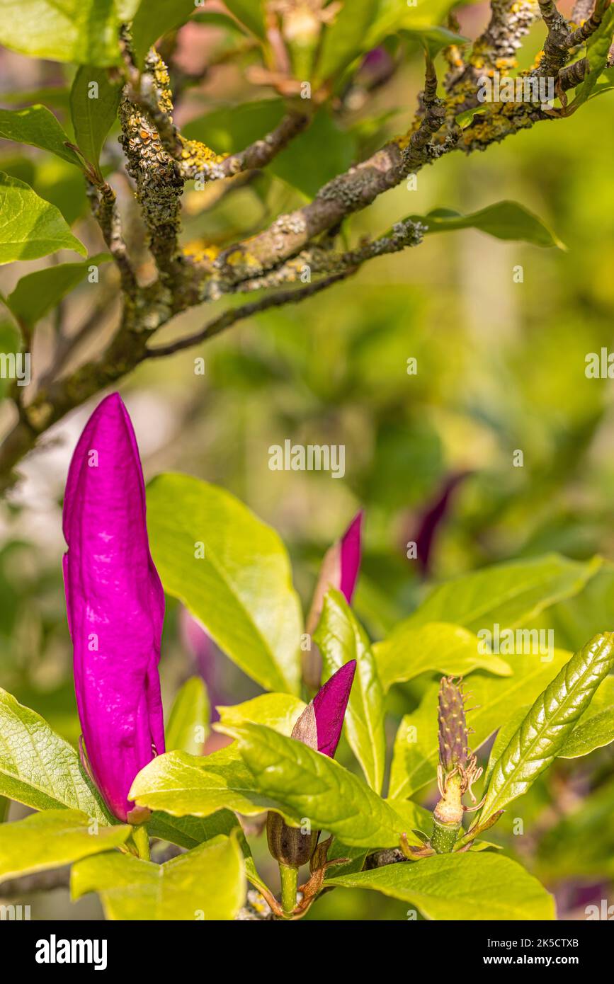 Spring, magnolia bud, Pink Magnolia 'Susan' Stock Photo - Alamy