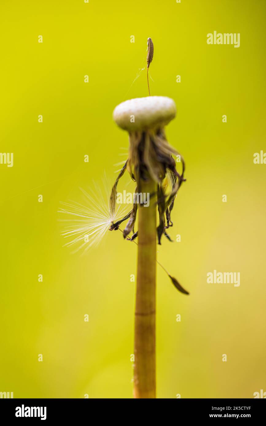Dandelion, withered, dandelion, dandelion seed, Taraxacum Stock Photo ...