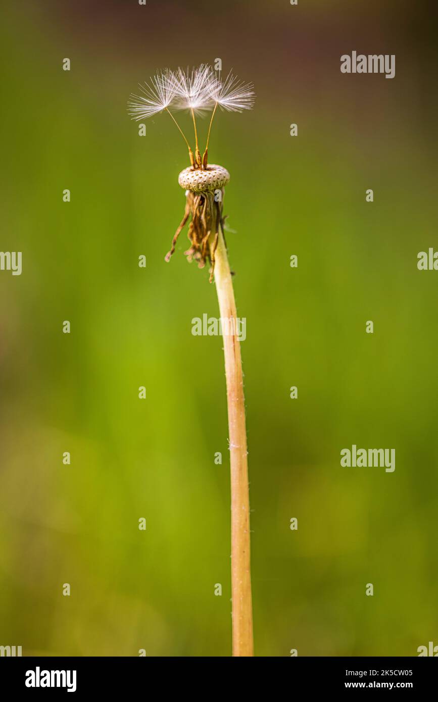 Dandelion, withered, dandelion, dandelion seed, Taraxacum Stock Photo ...