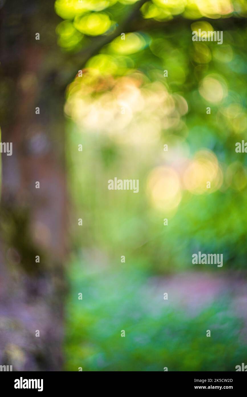 Background, nature, plants, forest, blur, bokeh Stock Photo - Alamy