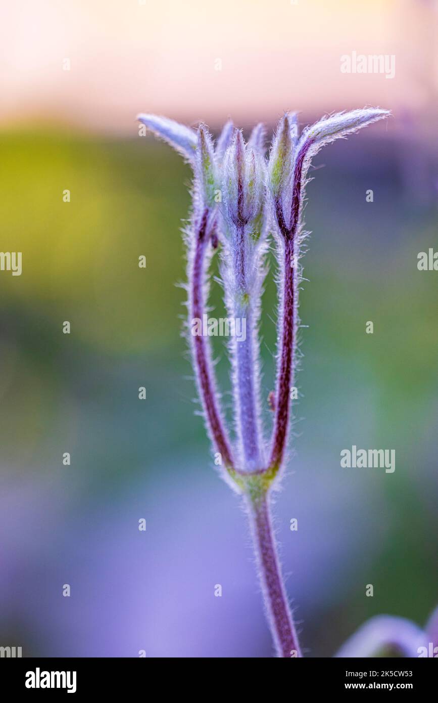 How to grow clematis hi-res stock photography and images - Alamy
