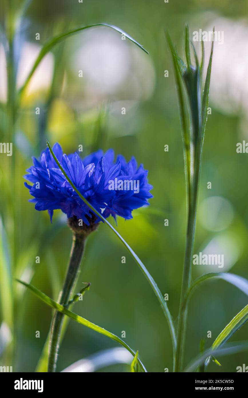 Blue cornflower in color hi-res stock photography and images - Alamy