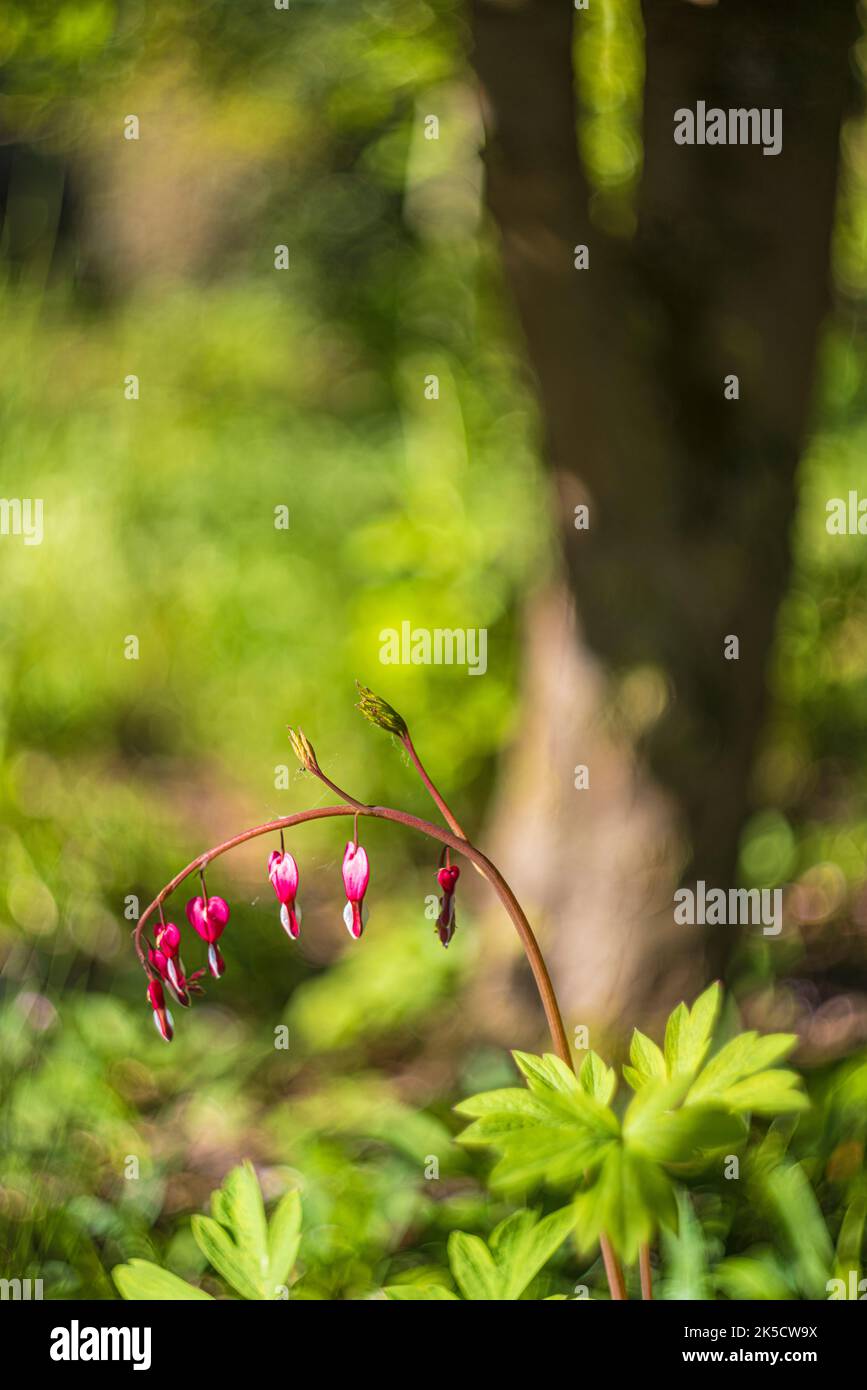 Tearing heart, close up, defocused abstract nature background Stock ...