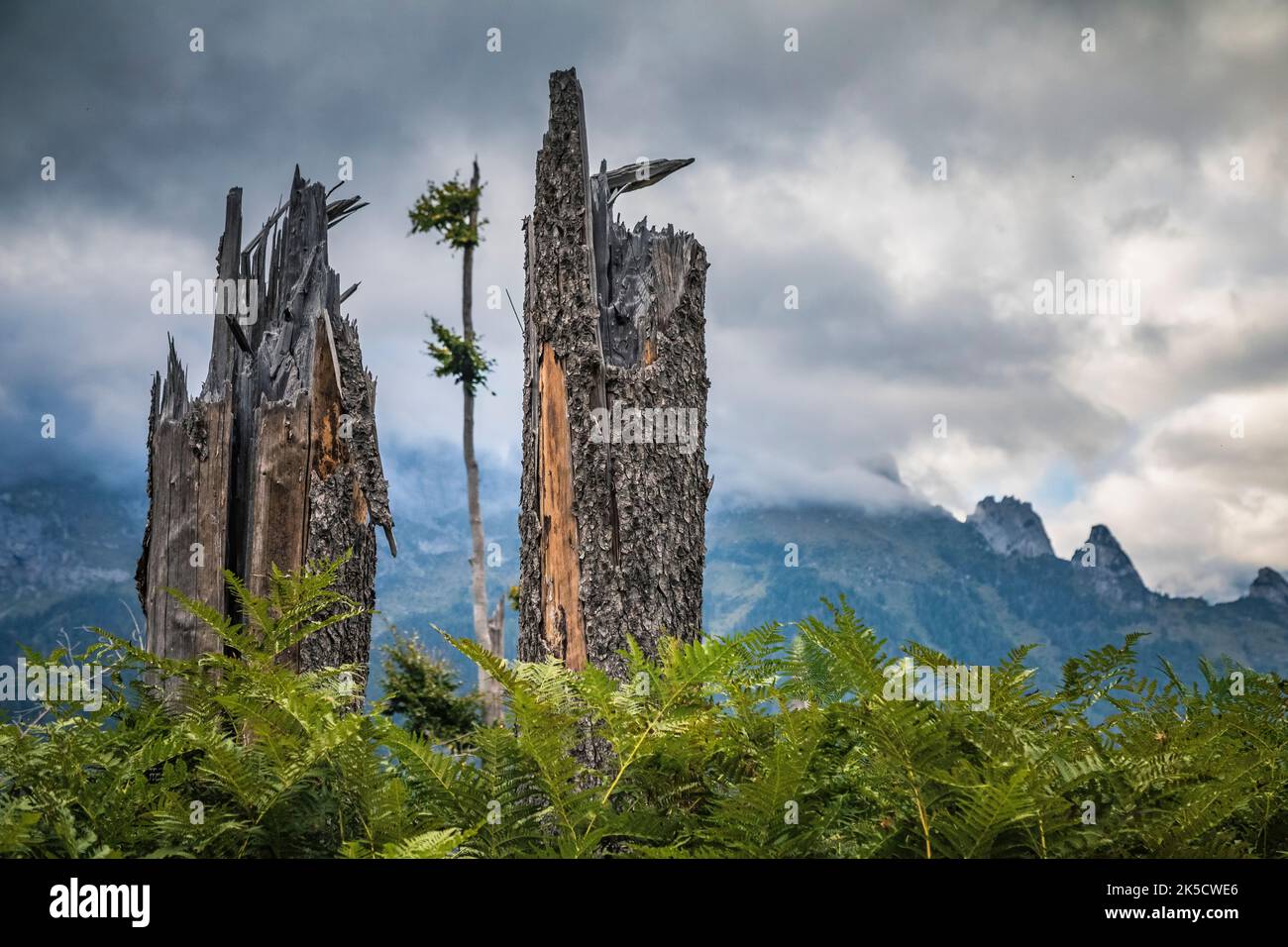 Broken trees vaia hi-res stock photography and images - Alamy