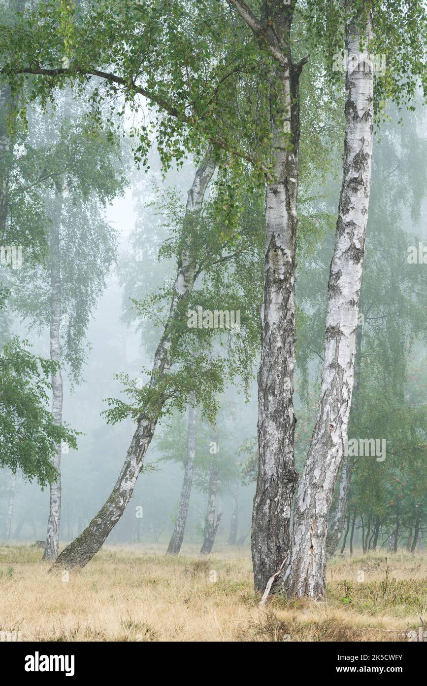 Birch grove in the Oberoher Heide, fog atmosphere, municipality Faßberg ...