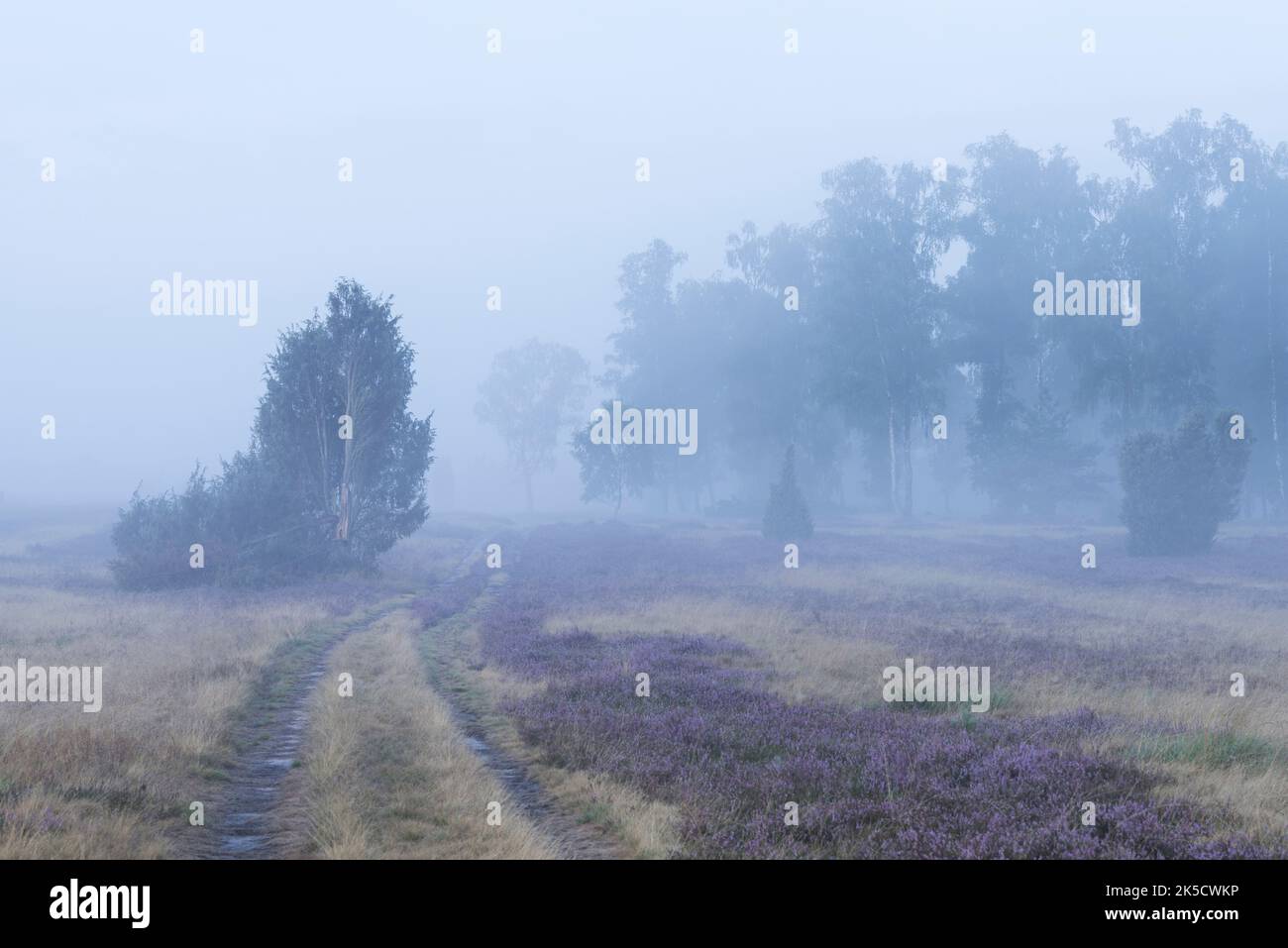 Foggy atmosphere in the Oberoher Heide, municipality Faßberg, nature ...