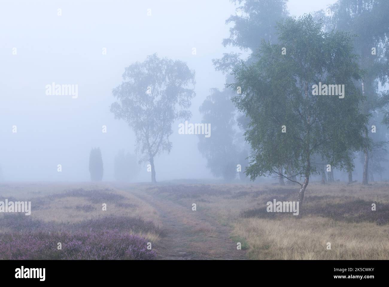 Foggy atmosphere in the Oberoher Heide, municipality Faßberg, nature ...