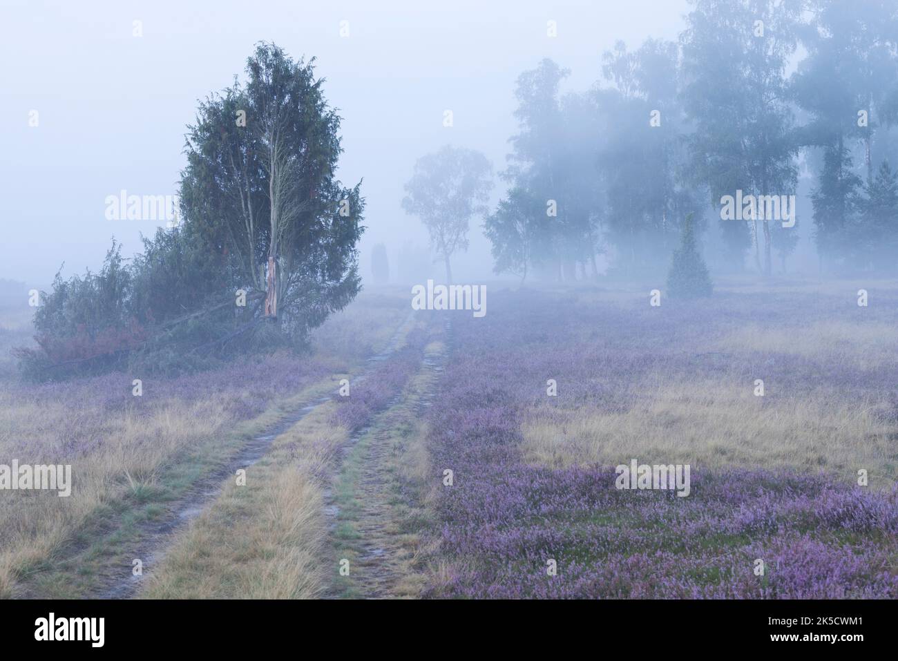 Morning mood in the Oberoher Heide, hiking trail through blooming ...
