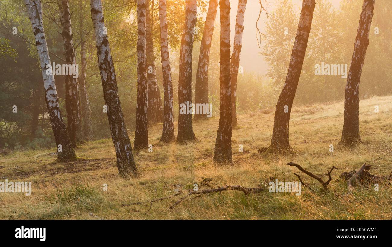Birch grove in the Oberoher Heide, morning light, municipality Faßberg ...