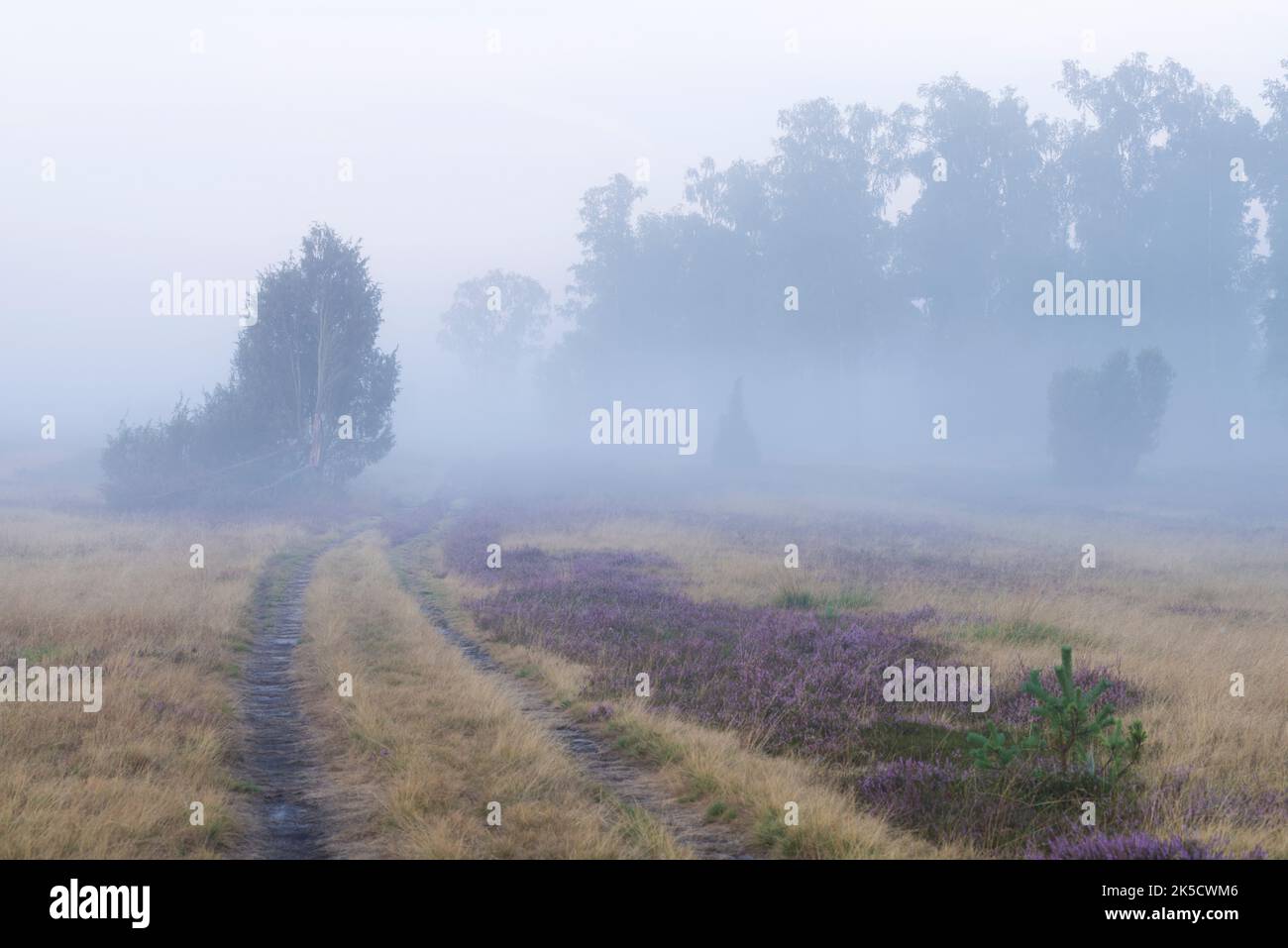Foggy atmosphere in the Oberoher Heide, municipality Faßberg, nature ...