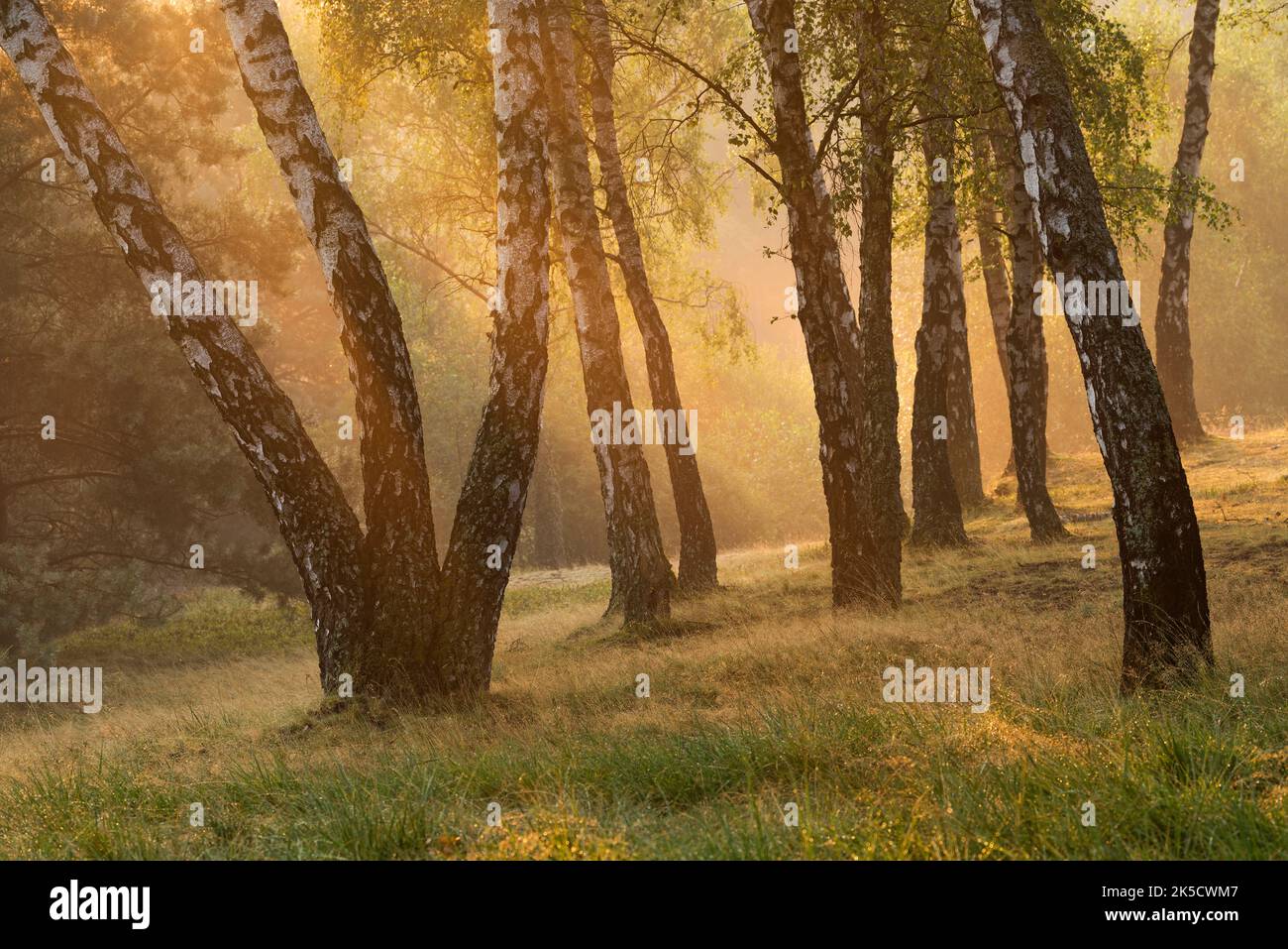 Birch grove in the Oberoher Heide, morning light, municipality Faßberg ...