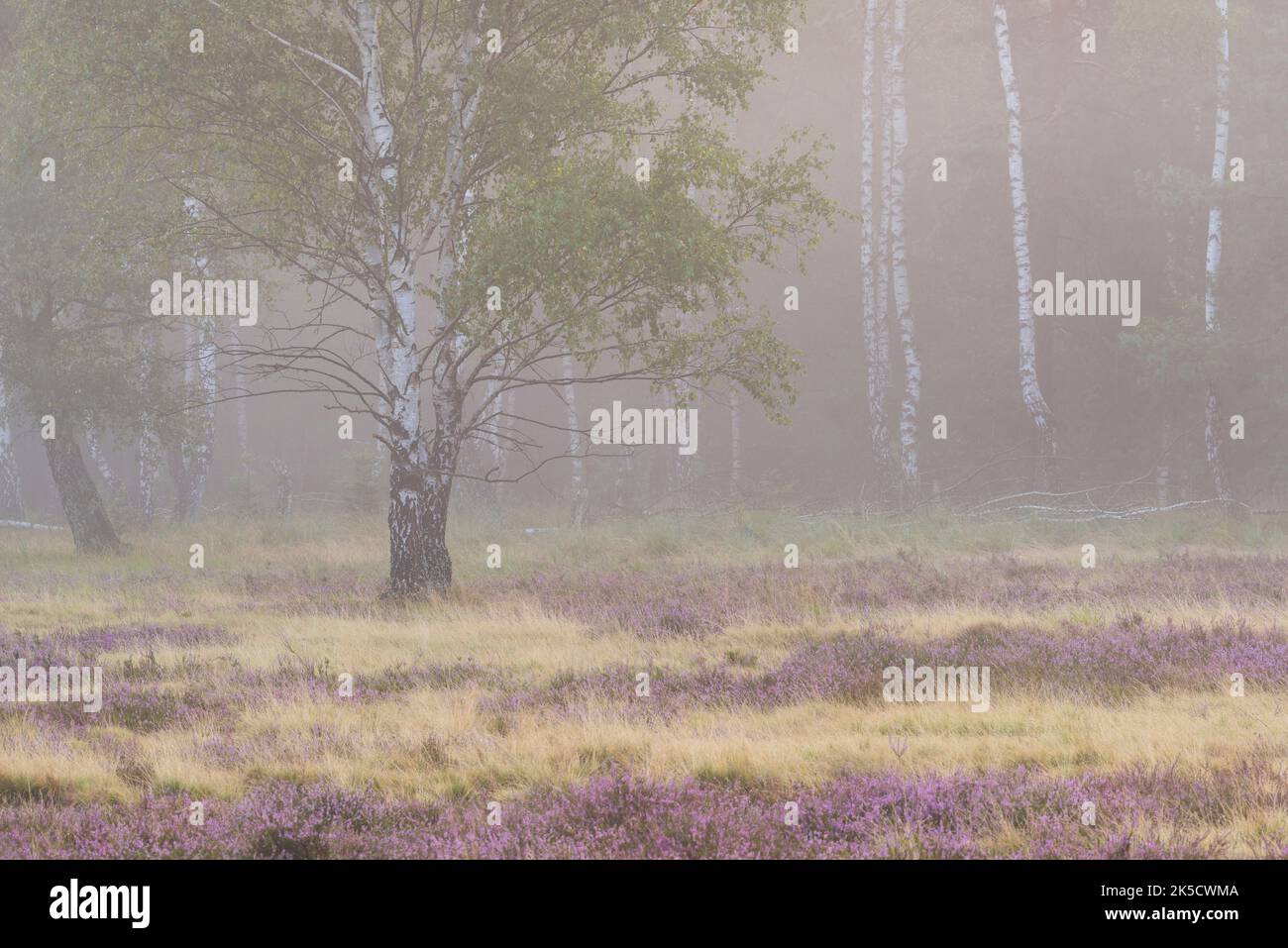Birch trees and blooming heather in Oberoher Heide, foggy atmosphere ...