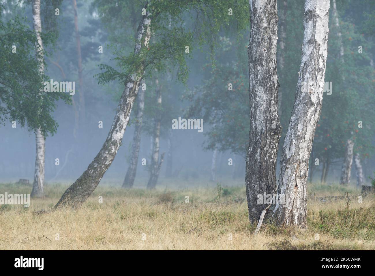 Birch trees in the Oberoher Heide, morning mood, municipality Faßberg ...