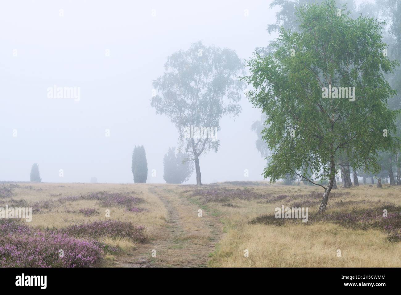 Foggy atmosphere in the Oberoher Heide, municipality Faßberg, nature ...