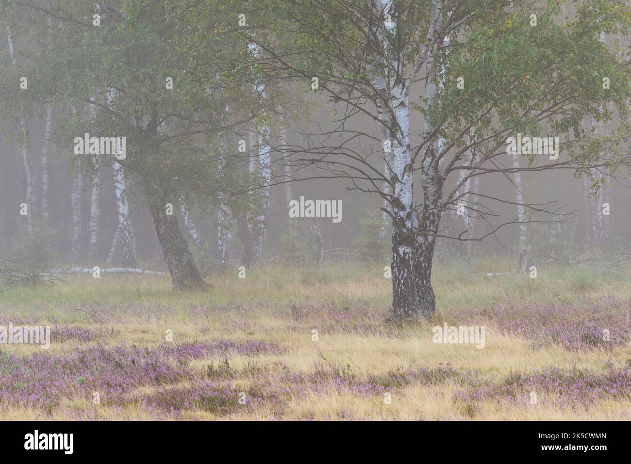 Birch trees and blooming heather in Oberoher Heide, foggy atmosphere ...