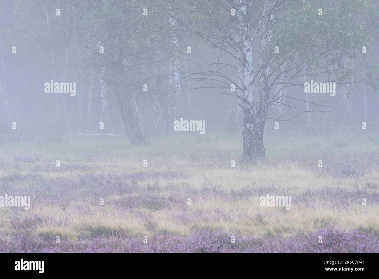 Birch trees and blooming heather in Oberoher Heide, foggy atmosphere ...
