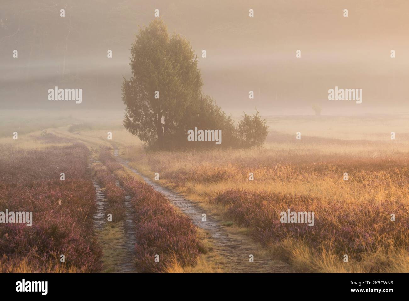Morning mood in the Oberoher Heide, hiking trail through blooming ...