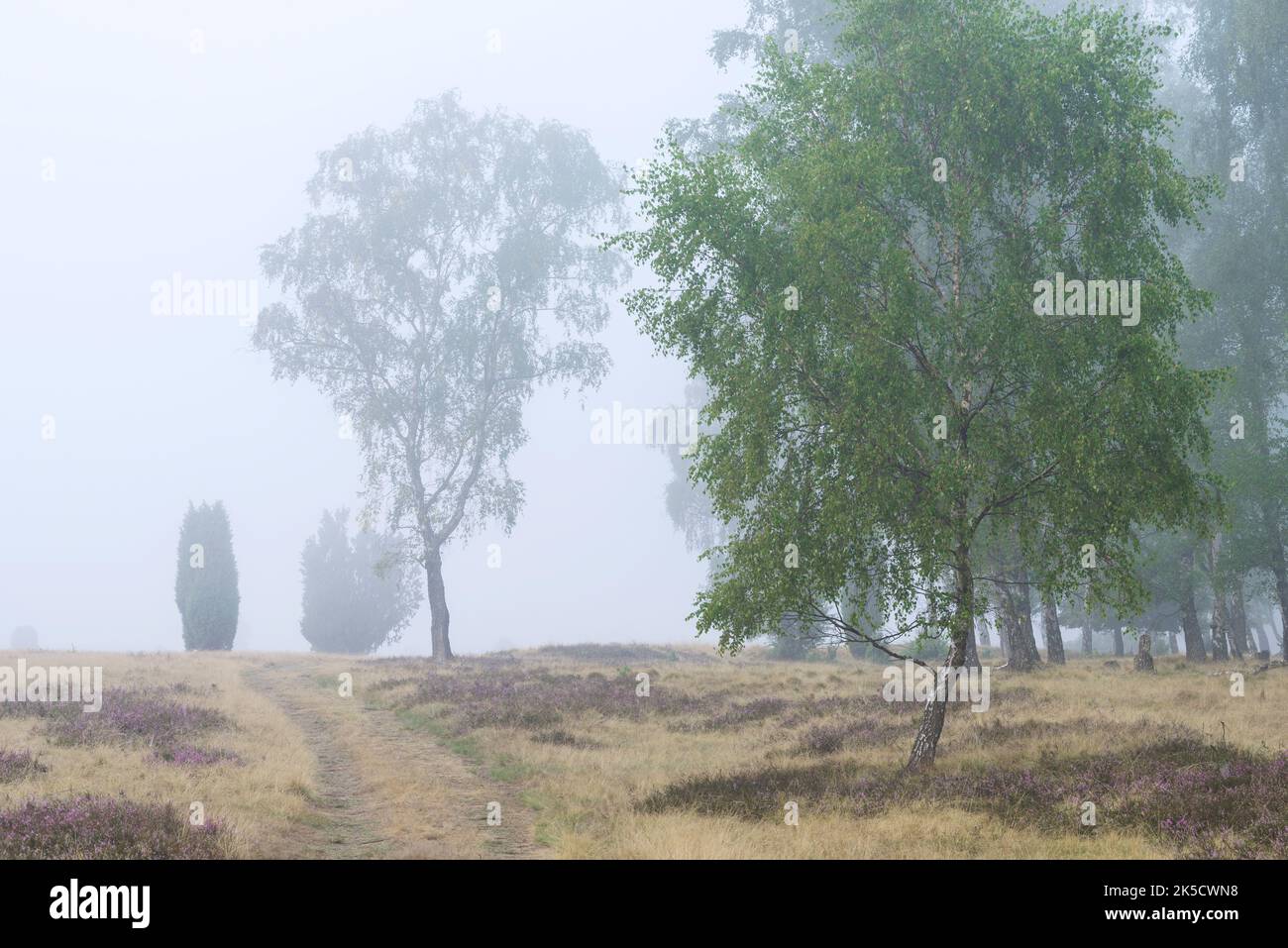 Foggy atmosphere in the Oberoher Heide, municipality Faßberg, nature ...