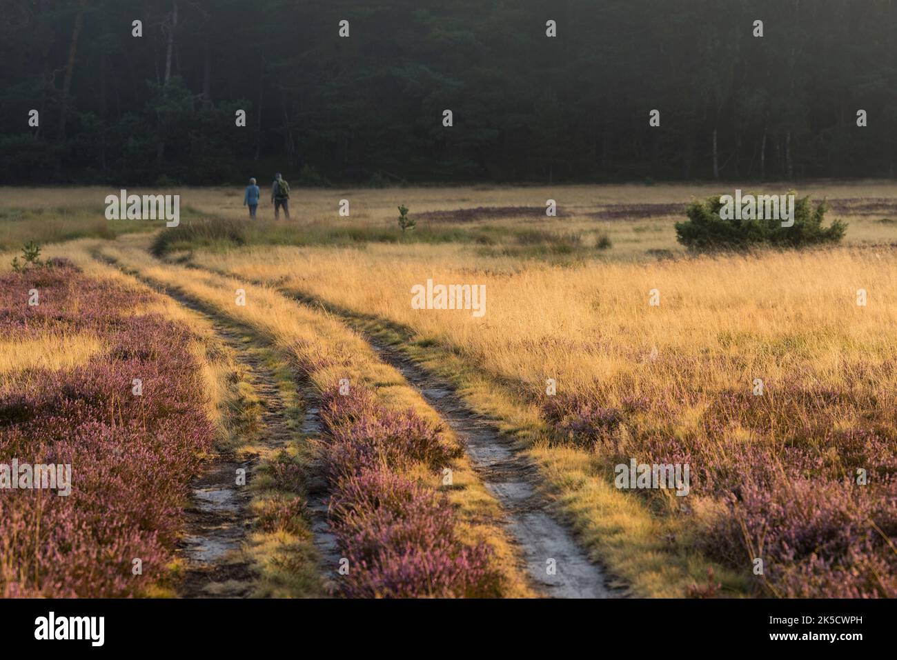 Hiking trail in the Oberoher Heide, morning atmosphere, municipality ...