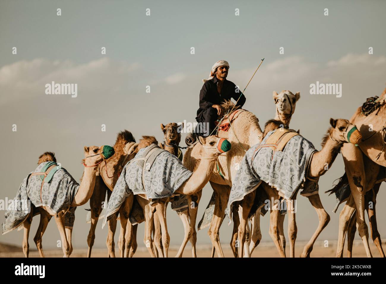 Saudi Arabia, Mecca province, Jeddah/Jeddah, camel driver Stock Photo ...