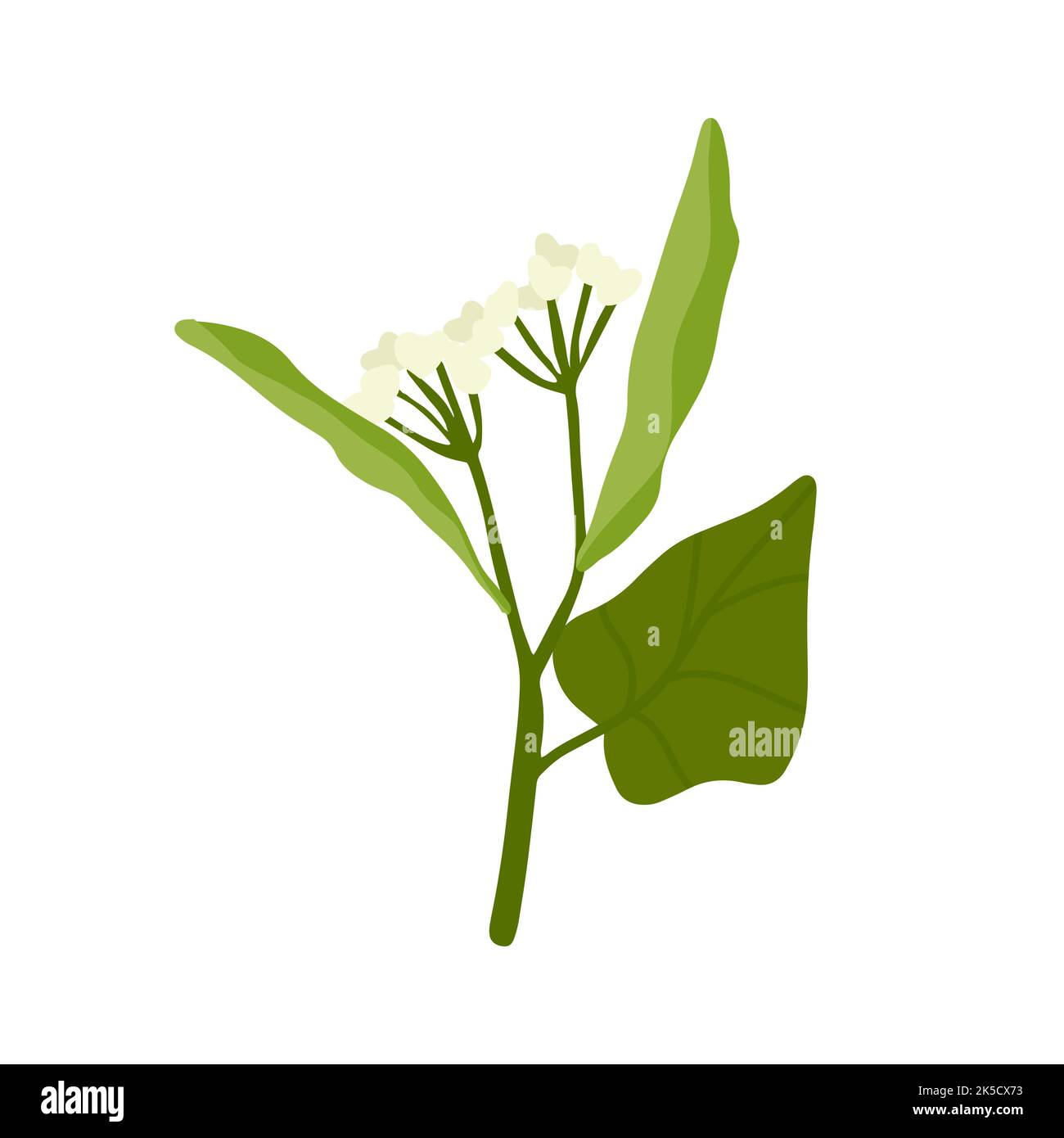 Hand drawn vector illustration of linden flowers, source of delicious ...