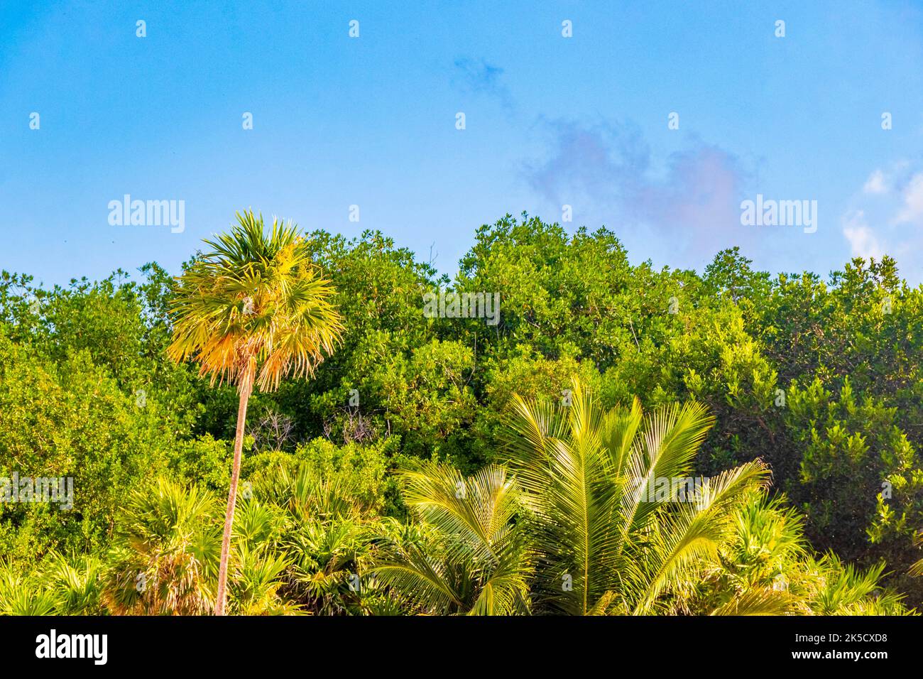 Tropical mexican caribbean beach palm trees and fir trees in jungle ...