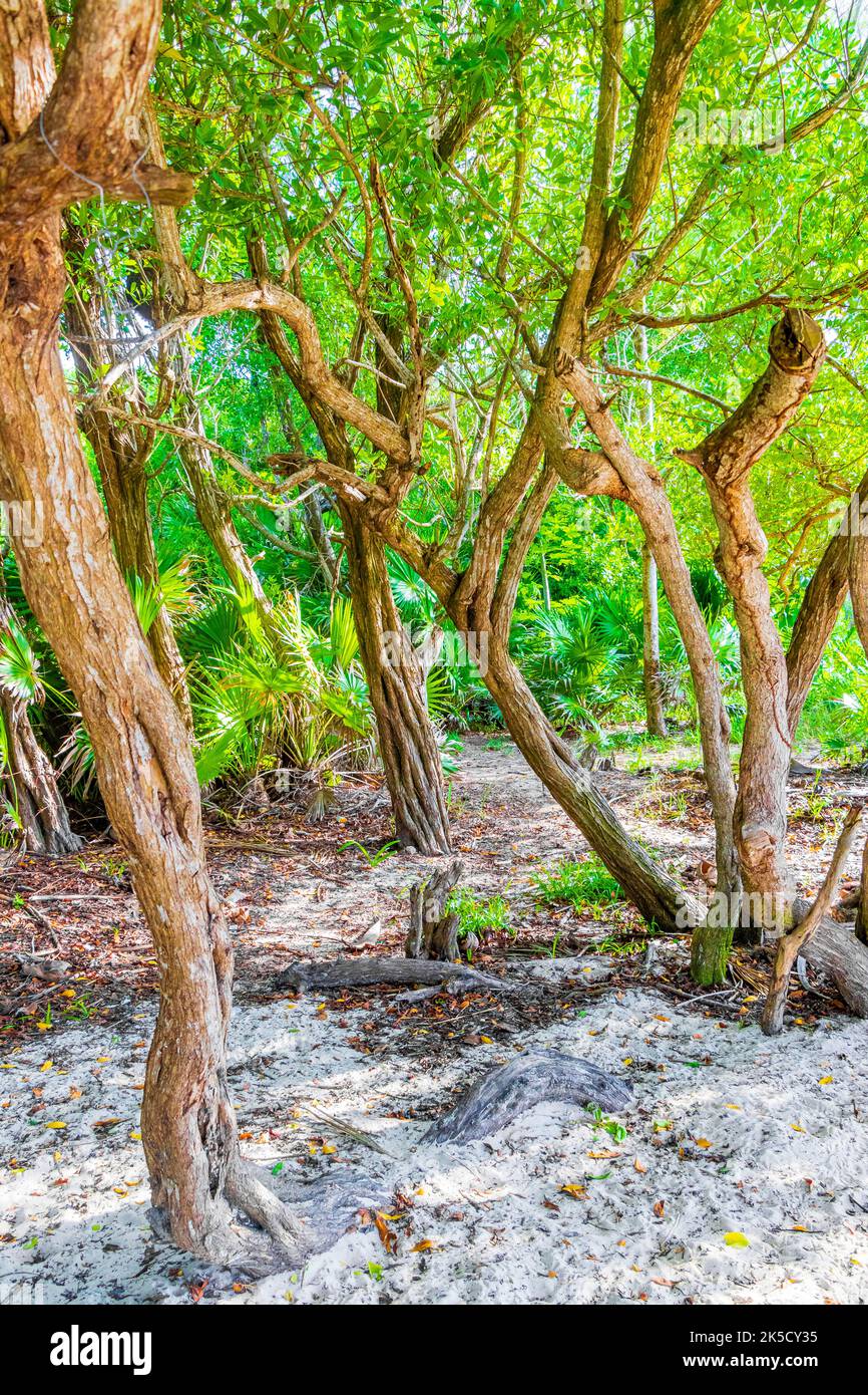 Tropical mexican caribbean beach palm trees and fir trees in jungle ...